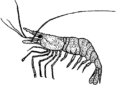 PRAWN CULTURE - BIOLOGY ZOOM